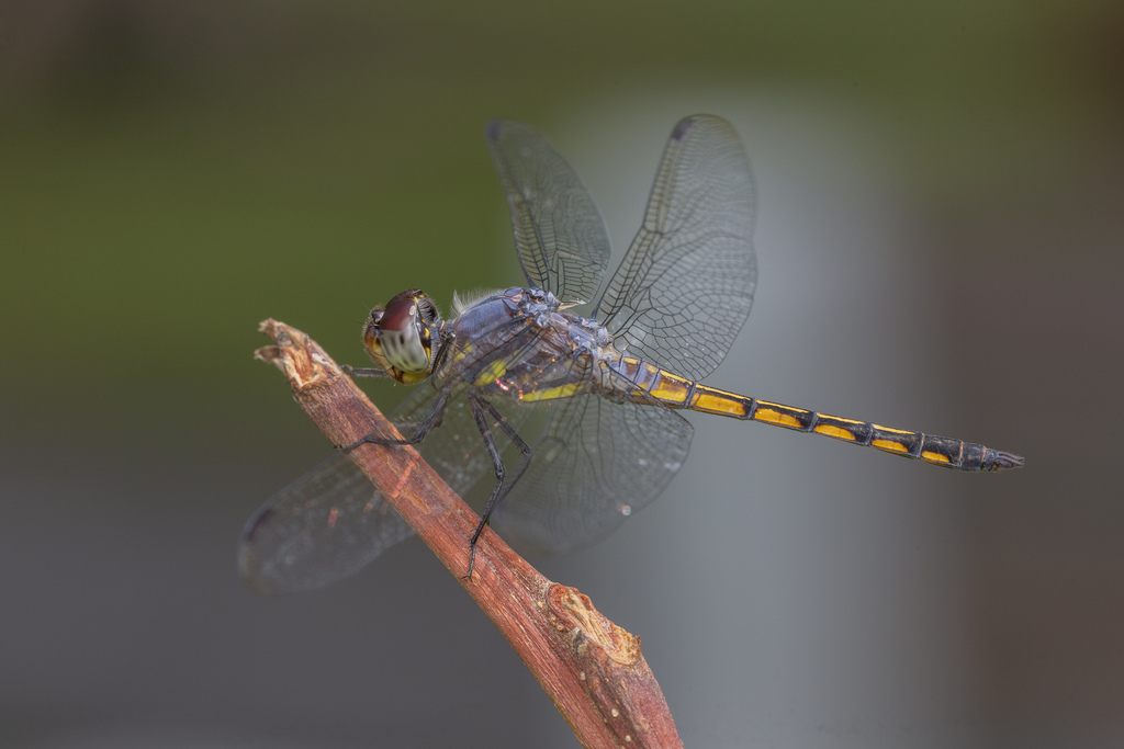 Swampwatcher (Dragonflies and Damselflies of Gopala) · iNaturalist