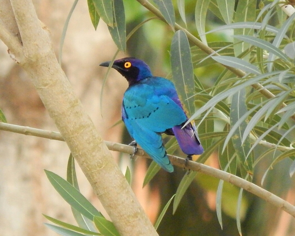 Purple Starling (Lamprotornis purpureus) - Avian Discovery