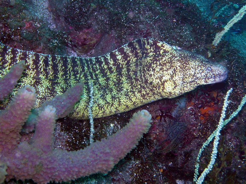 Kidako Moray (Gymnothorax kidako) - Marine Life Identification