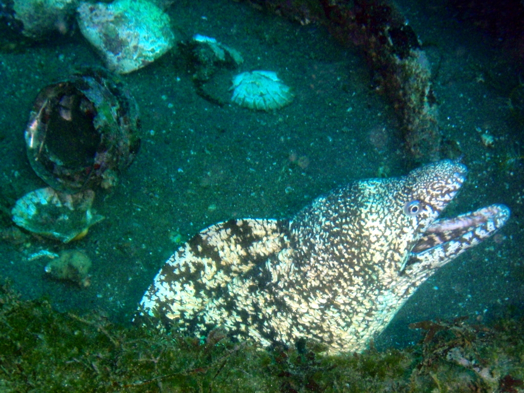 Kidako Moray (Gymnothorax kidako) - Marine Life Identification