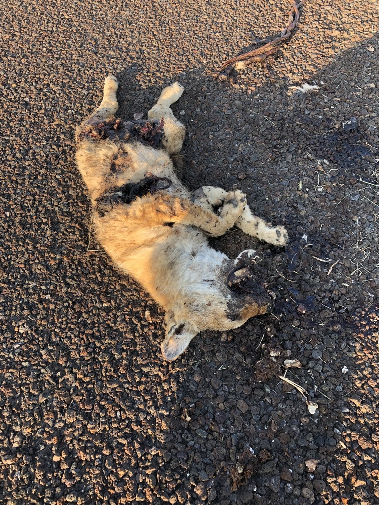 Swift Fox in July 2021 by lucasc117 · iNaturalist