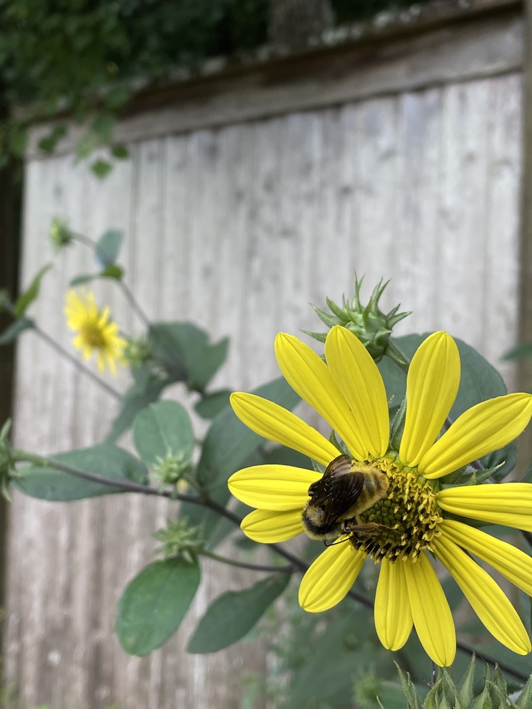 American Bumble Bee from Cirencester Dr, Ridgeland, MS, US on August 1, 2021 at 04:50 PM by Nate ...
