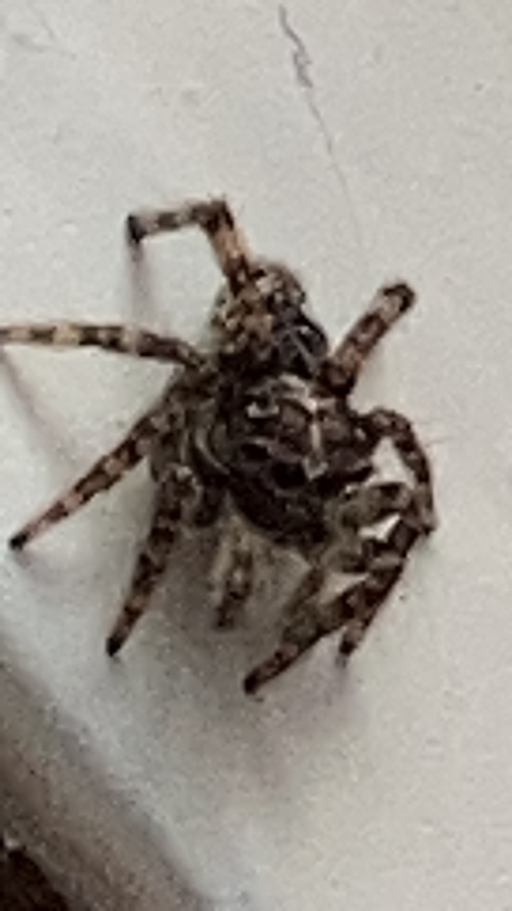 Typical Jumping Spiders from Philadelphia on August 3, 2021 at 11:36 AM ...