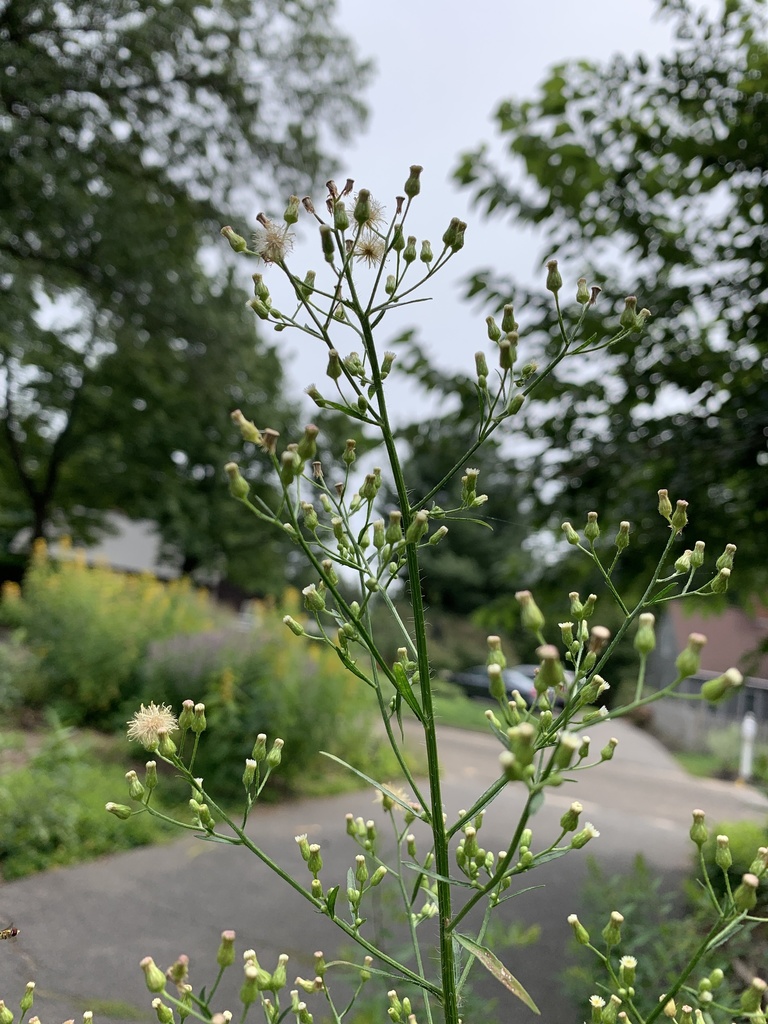 horseweed from Buttonfield Ln, South Hadley, MA, US on August 3, 2021 ...