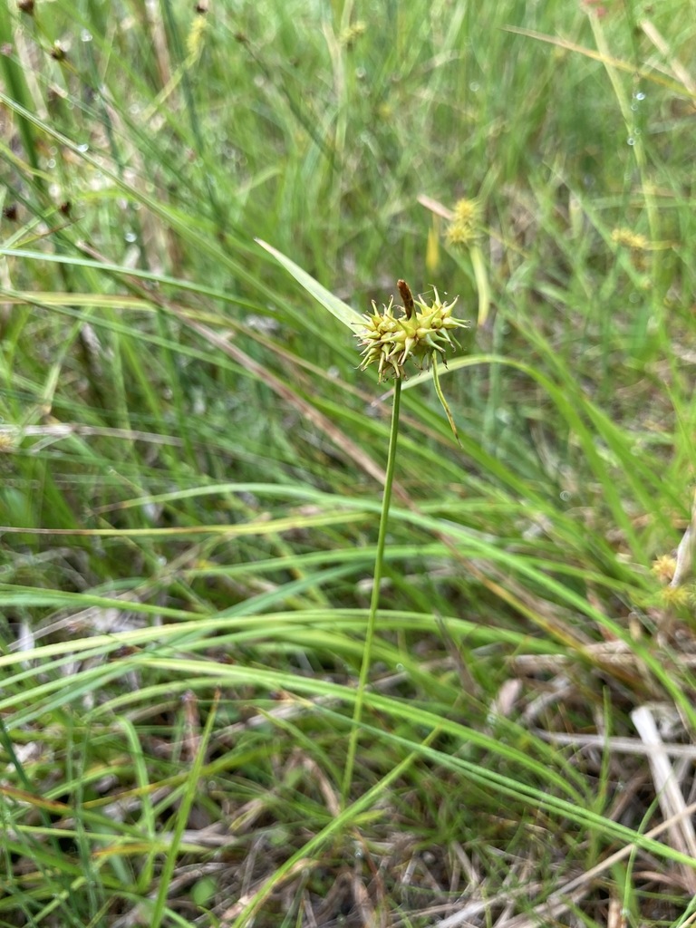 yellow-green sedge from Columbia-Shuswap, BC, Canada on July 30, 2021 ...