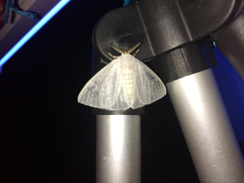 Arctornis subvitrea · iNaturalist