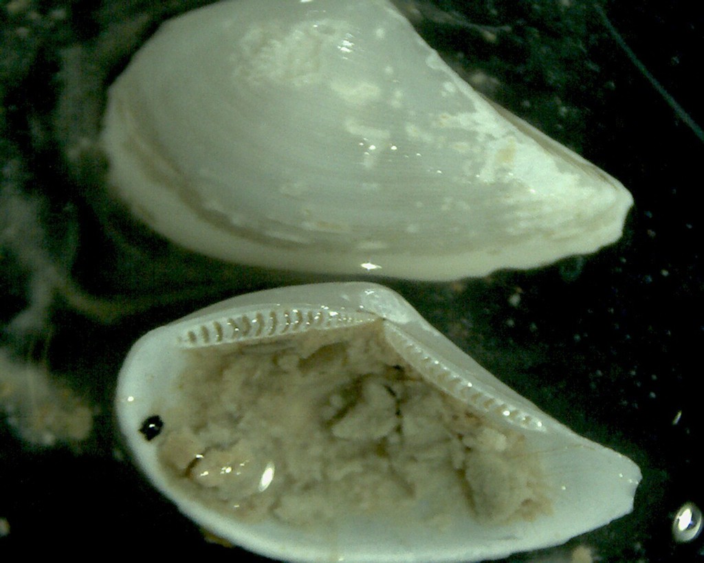 Nut Clams (Scour project - identified species from samples) · iNaturalist