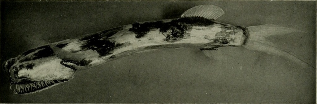 Chun's Telescopefish (Gigantura chuni) - Marine Life Identification