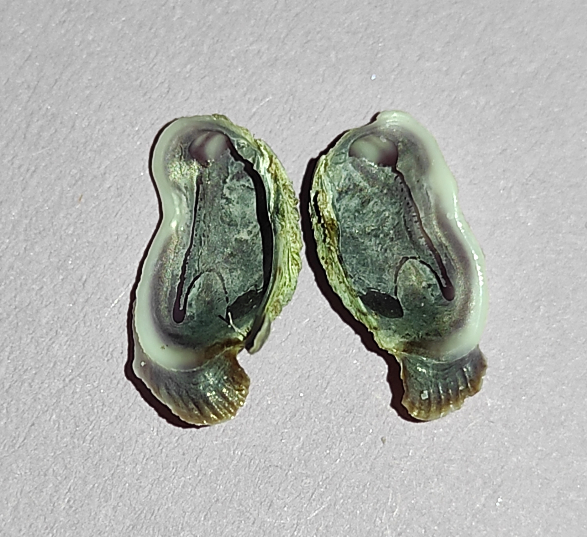 Irus irus (Linnaeus, 1758)