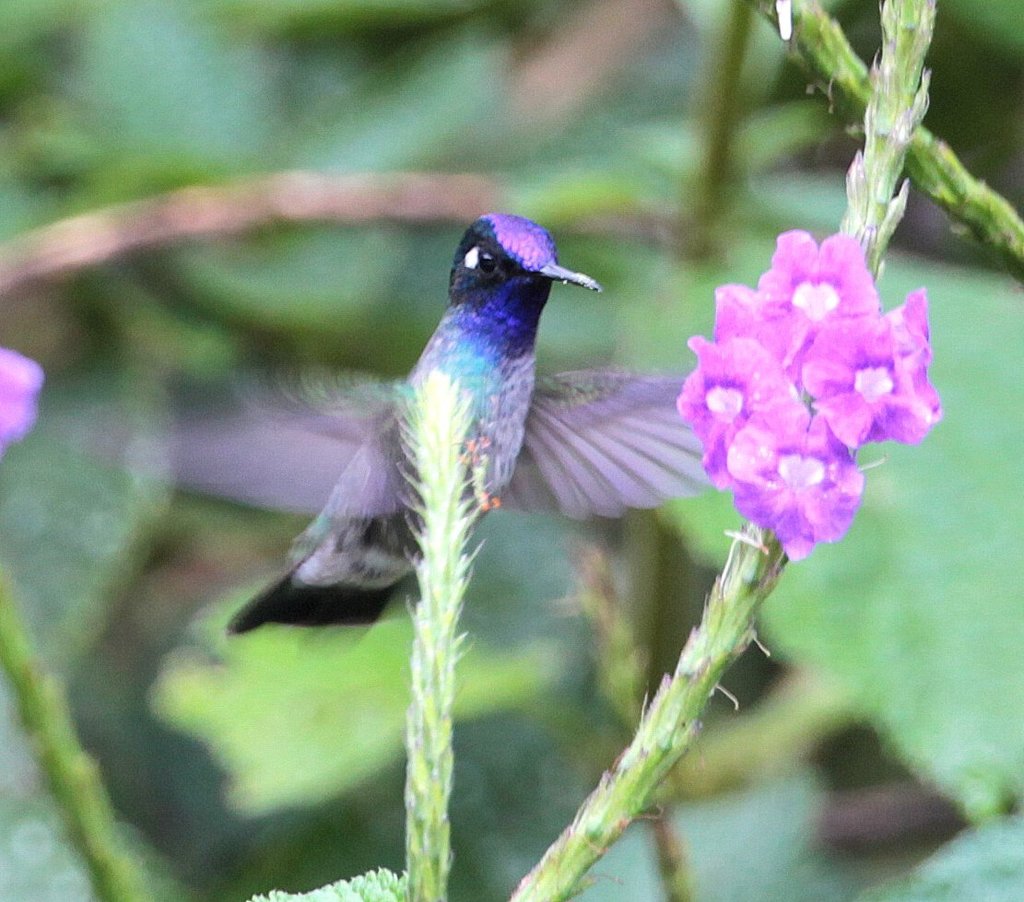 Violet-headed Hummingbird (Birds of Peru - Aves del Perú) · iNaturalist