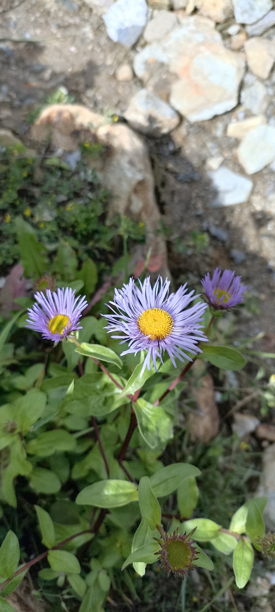 Erigeron multiradiatus (Lindl. ex DC.) Benth.