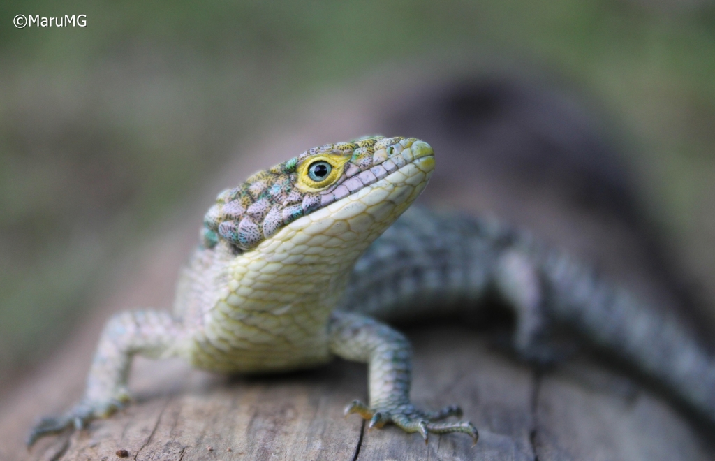Terrestrial Arboreal Alligator Lizard in July 2021 by María Eugenia ...