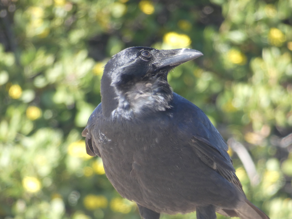 Forest Raven (Corvus tasmanicus) - Avian Discovery