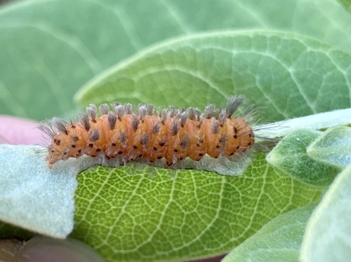 Photo 148371894, (c) Jake McCumber, some rights reserved (CC BY-SA ...