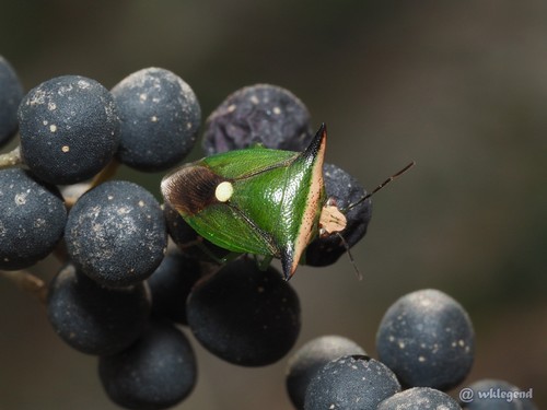 Anaca fasciata · iNaturalist