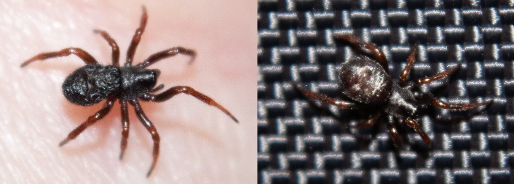 Two-spotted Cobweb Spider from Glendale, Salt Lake City, UT, USA on ...