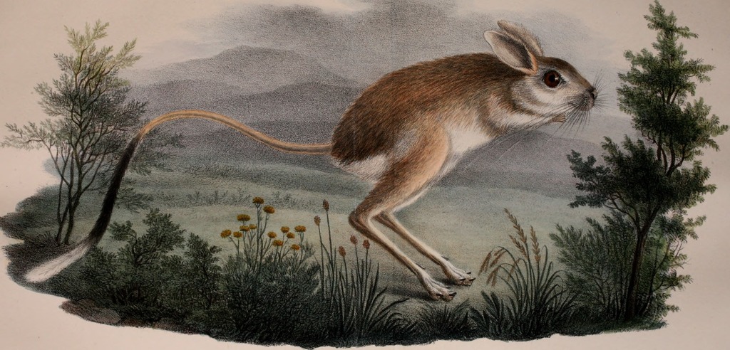 Great Jerboa (Allactaga major) - Know Your Mammals