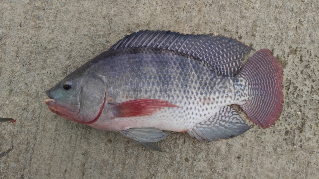 Tilapias (Oreochromis) - Marine Life Identification