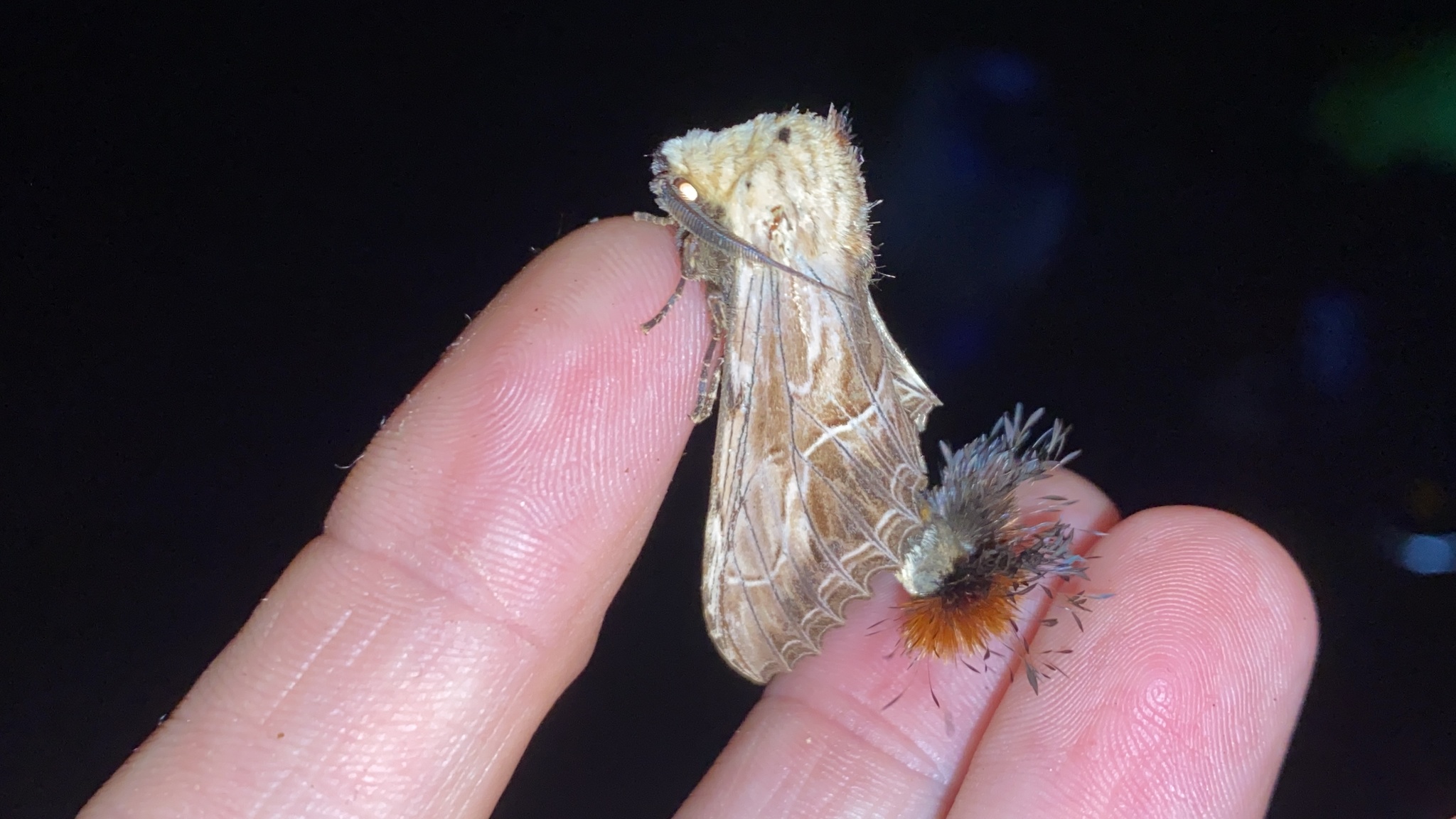 Dudusa sphingiformis Moore, 1872