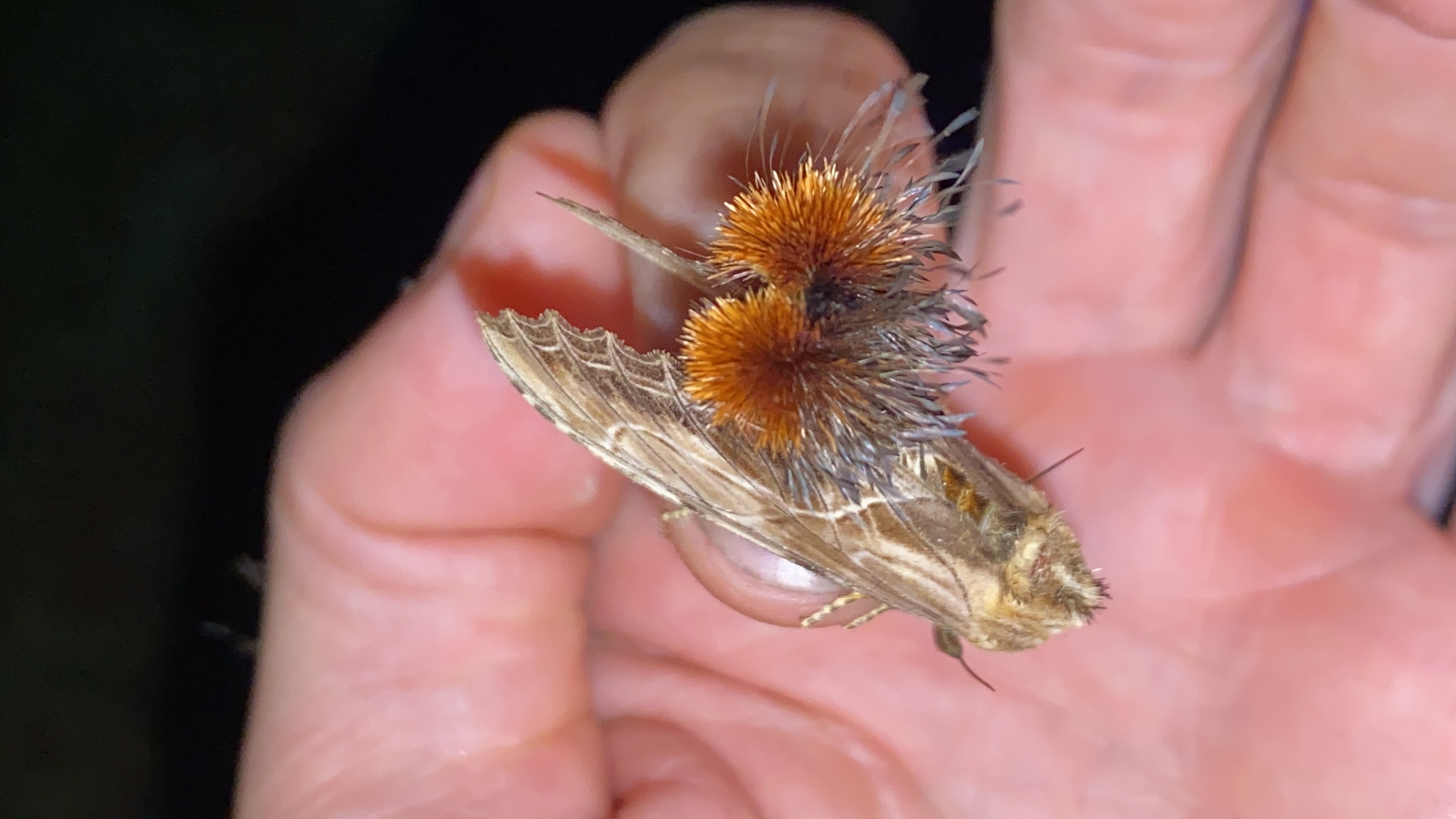 Dudusa sphingiformis Moore, 1872