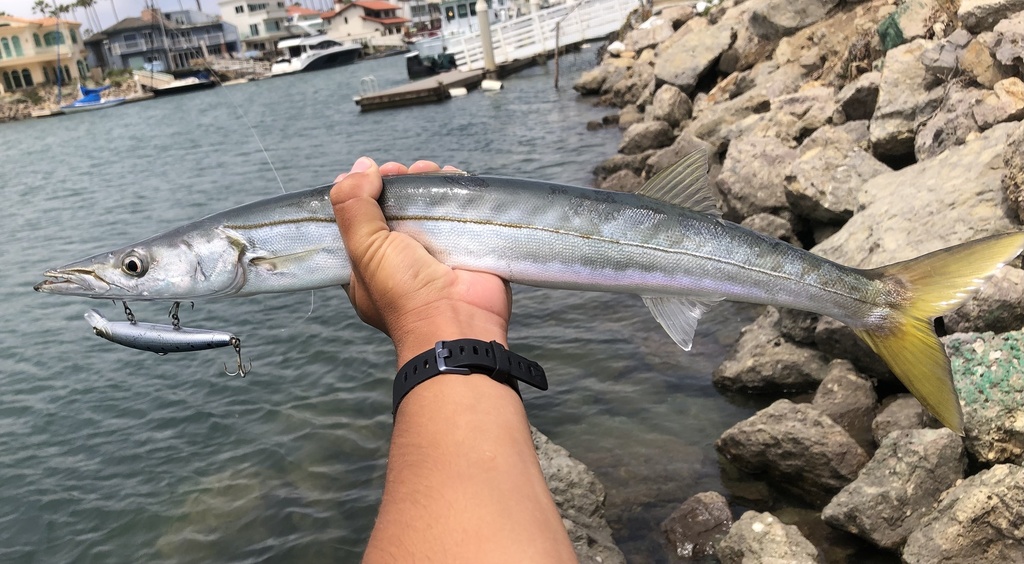 Pacific Barracuda (Sphyraena argentea) (Wildlife of the United States ...