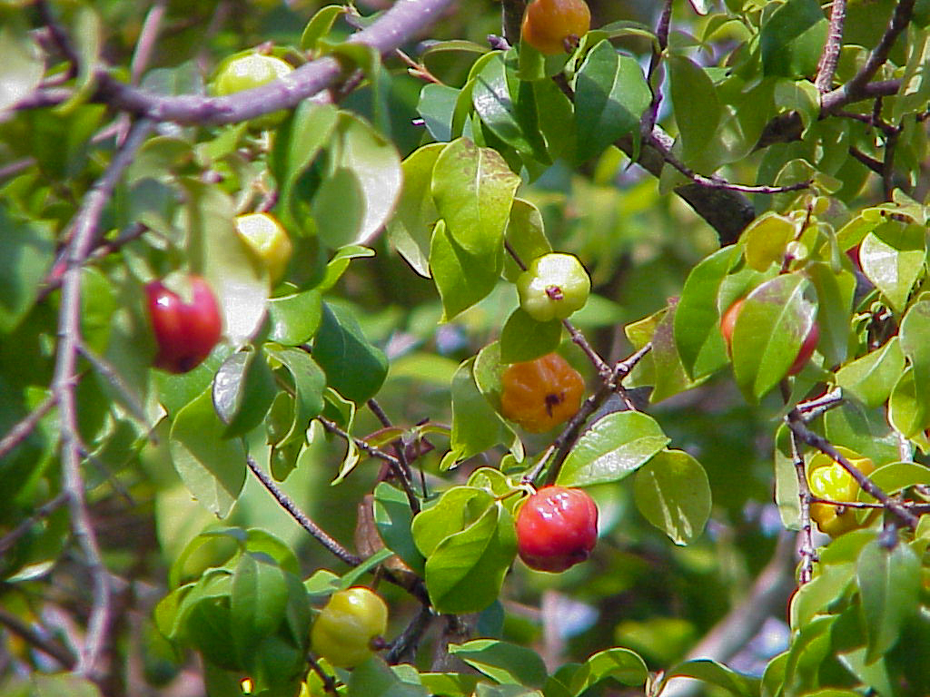 Surinam Cherry from Pembroke Parish, Bermuda on May 19, 2001 at 10:01 ...