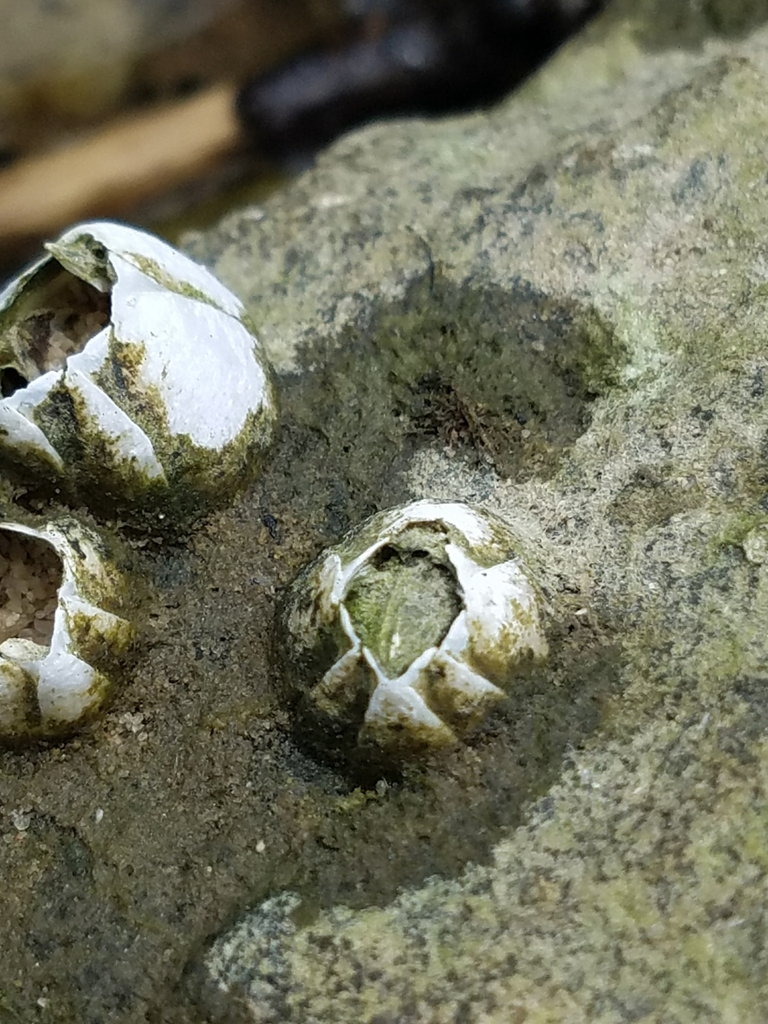 Ivory Barnacle from Baltimore city County, US-MD, US on April 5, 2018 ...