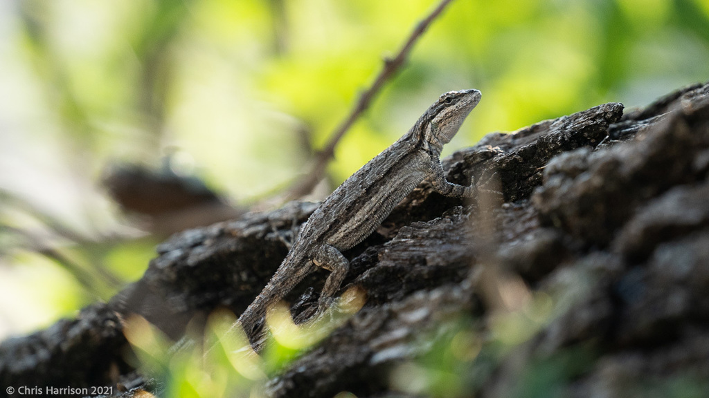 Ornate Tree Lizard from Edwards County, US-TX, US on July 30, 2021 at ...