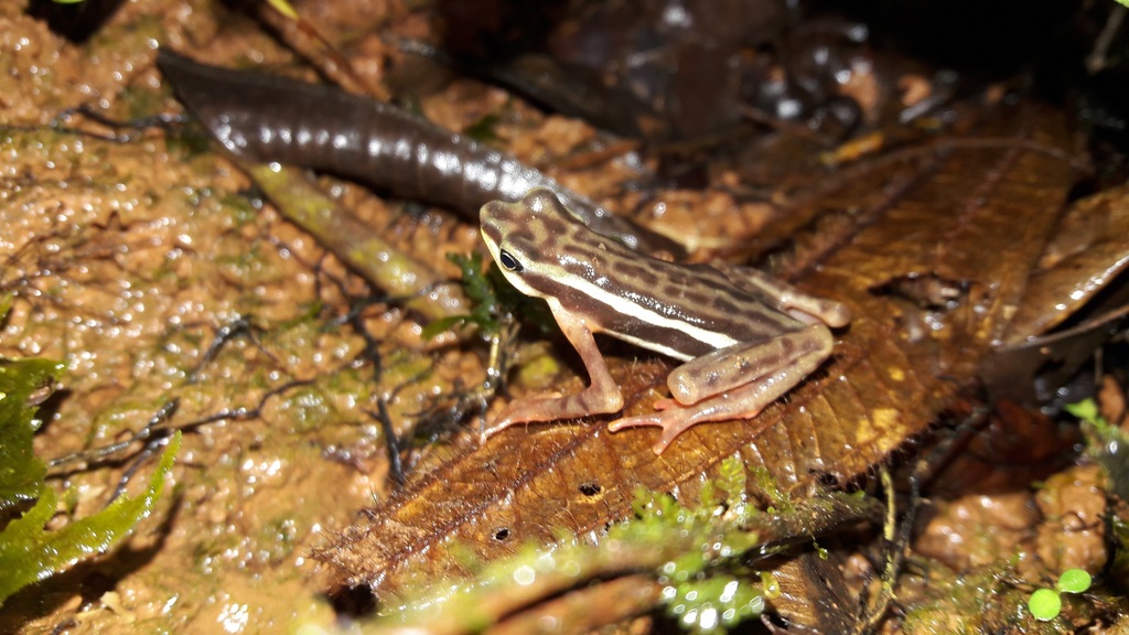 Elegant Stubfoot Toad in July 2021 by Jorge Aguilera · iNaturalist