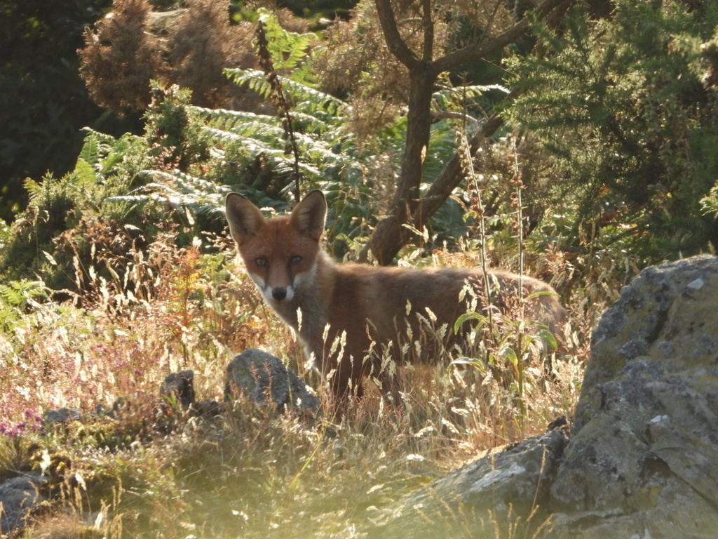 Red Fox in August 2021 by garethwilson · iNaturalist