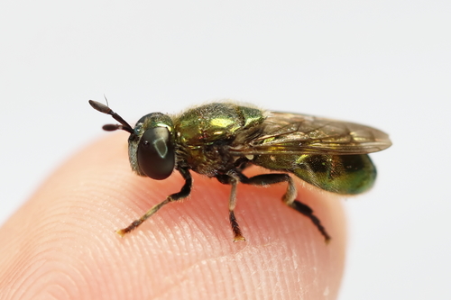Large Metallic Ant Fly (Microdon craigheadii) · iNaturalist