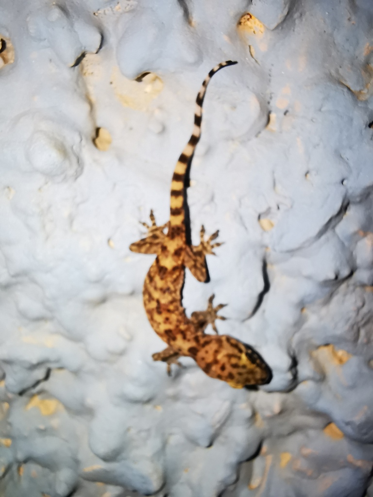 Mediterranean House Gecko from Hidalgo, Coah., Mexico on July 26, 2021 ...