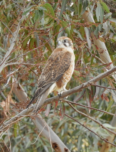 ratite's Favorites · iNaturalist Australia