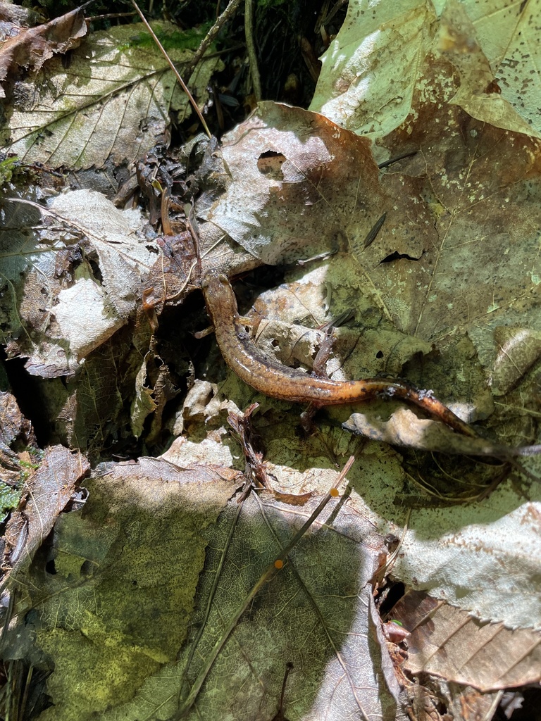 Allegheny Mountain Dusky Salamander from Wellsboro, PA, US on August 2 ...