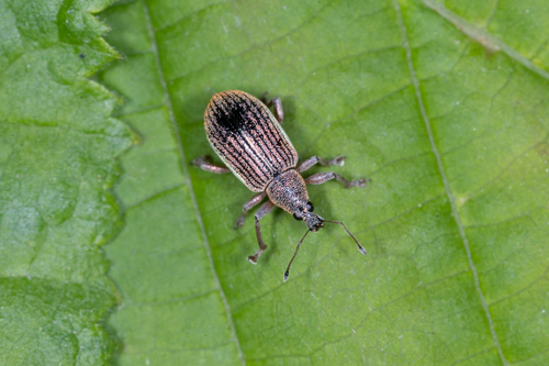 Polydrusus lateralis · iNaturalist