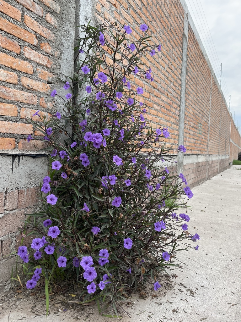 Mexican ruellia (Ruellia simplex) - Botanical Realm