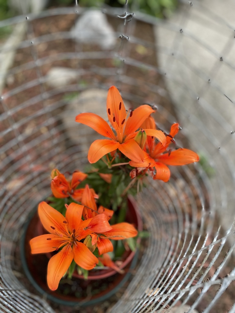 true lilies in June 2021 by Joy · iNaturalist