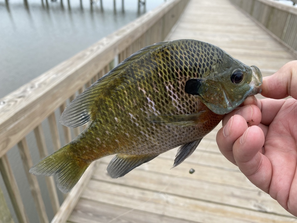 Bluegill from Bay John, Spanish Fort, AL, US on August 3, 2021 at 12:32 ...