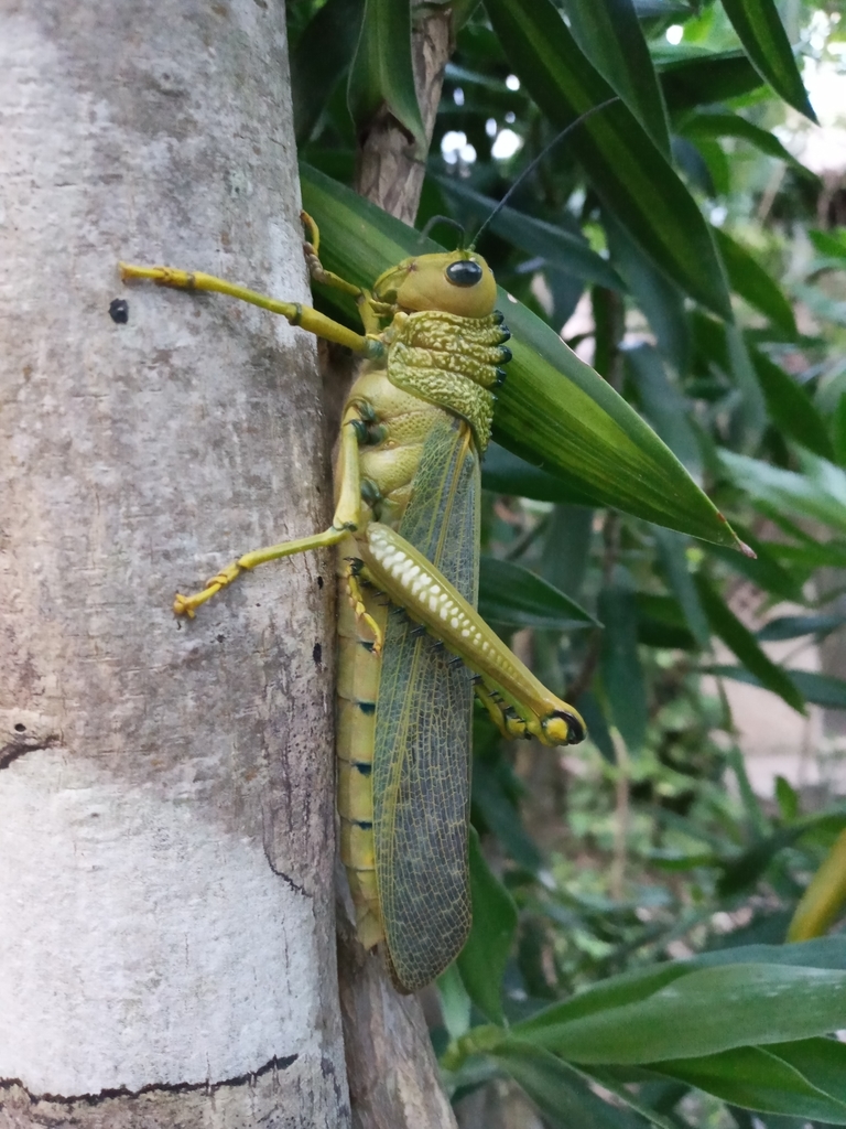 giant red-winged grasshopper from Rio Secreto nature reserve on August ...