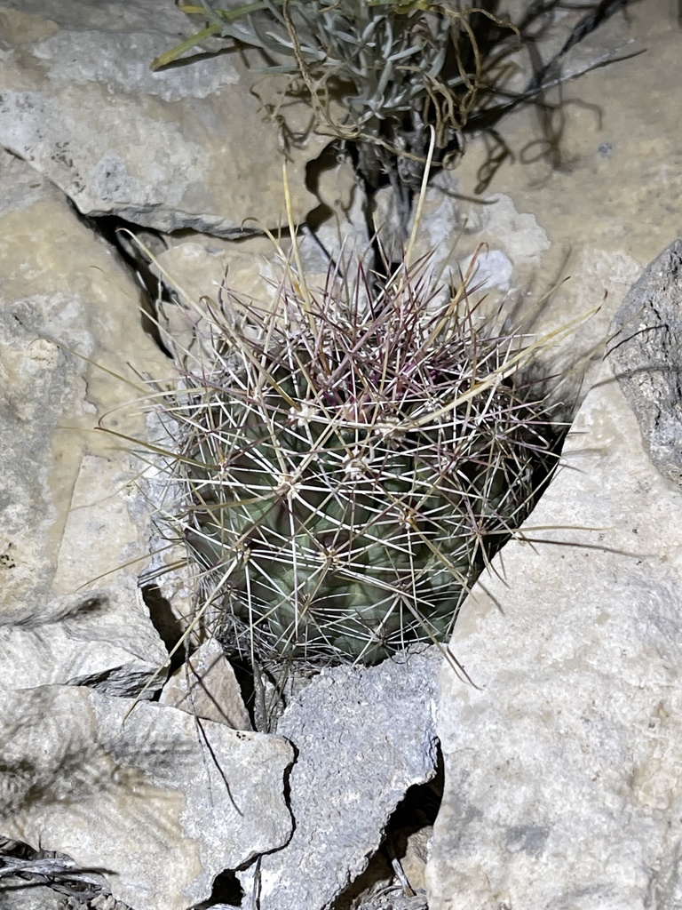 Globular Cactuses in August 2021 by Bryan Box · iNaturalist