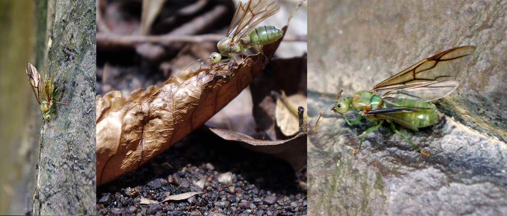 Asian Weaver Ant from Nankaixiang, Baisha, Hainan on June 24, 2014 by ...