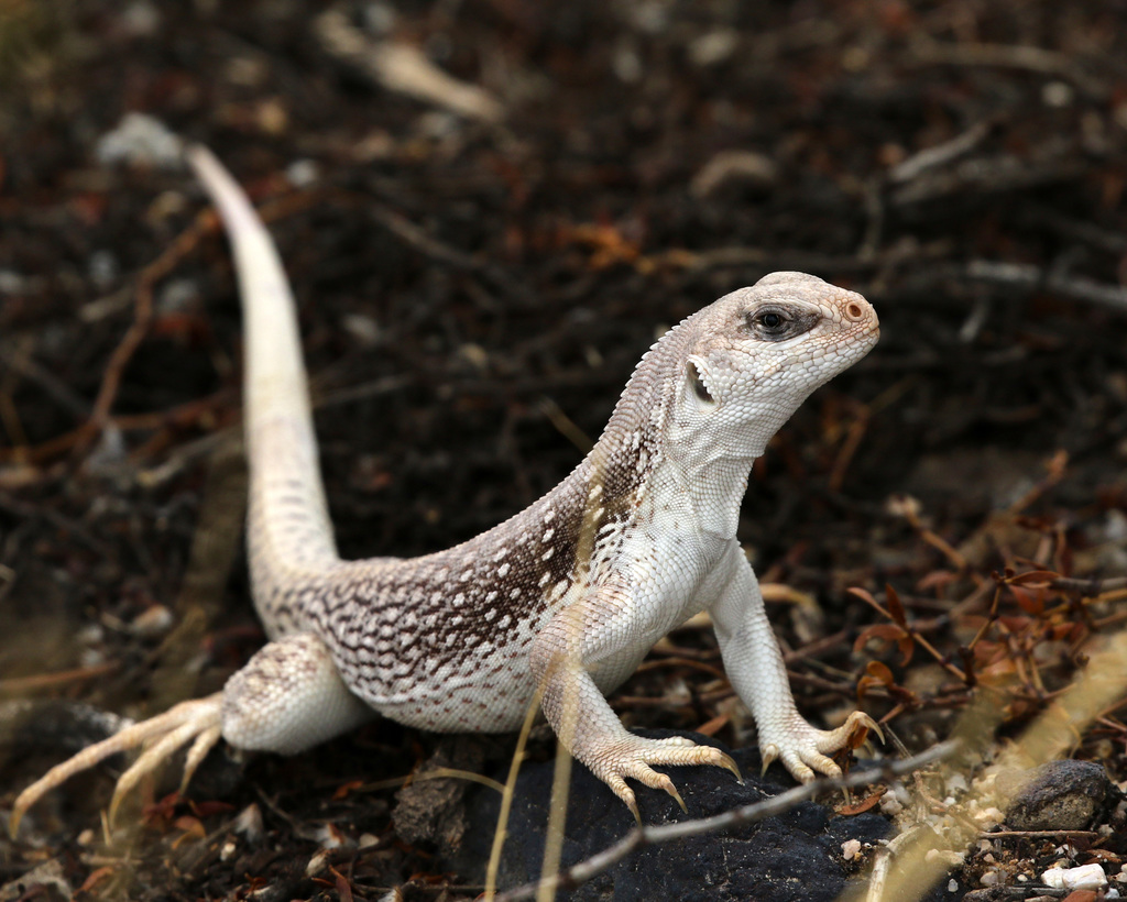 Desert Iguana from San Bernardino County, CA, USA on July 30, 2021 at ...