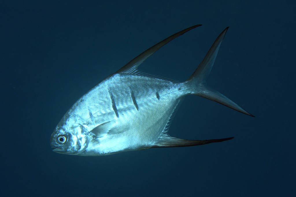 Palometa (Saltwater Fish of Louisiana) · iNaturalist