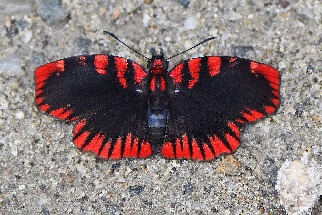 Blood Red Skipper from Carlos Julio Arosemena Tola, Ecuador on October ...