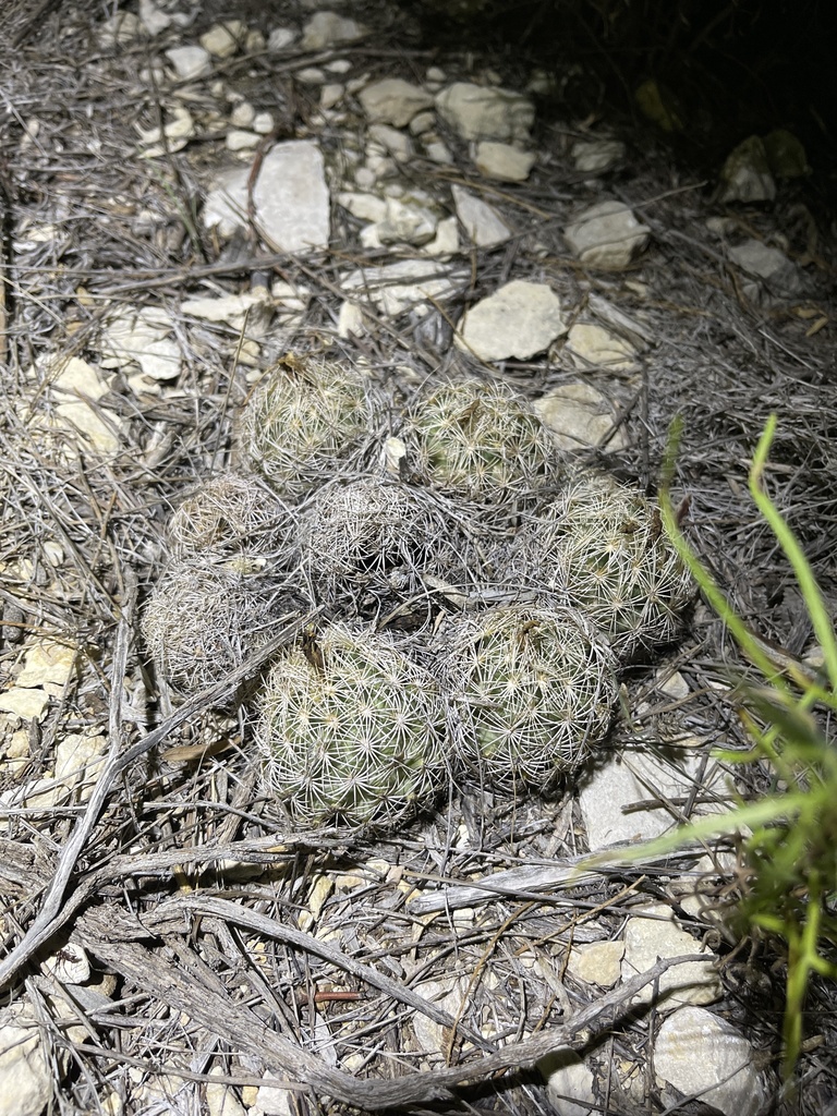 Rhinoceros Cactus in August 2021 by Bryan Box · iNaturalist