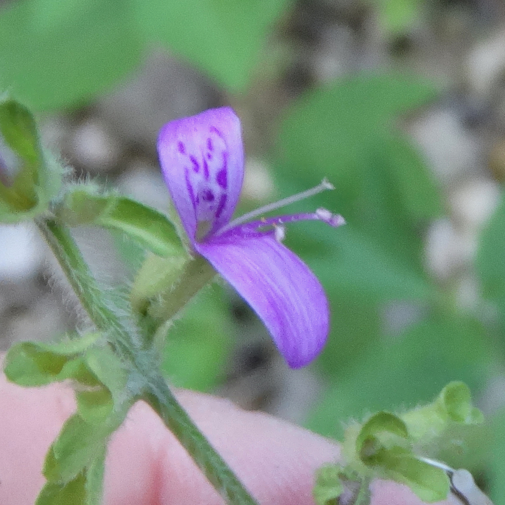 False Mint from Irving & Hazeline Memorial Trail, Austin, TX, USA on ...
