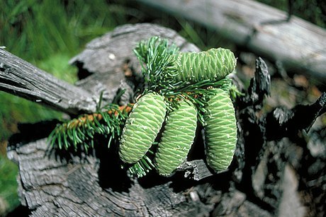 grand fir (Abies grandis) - Botanical Realm