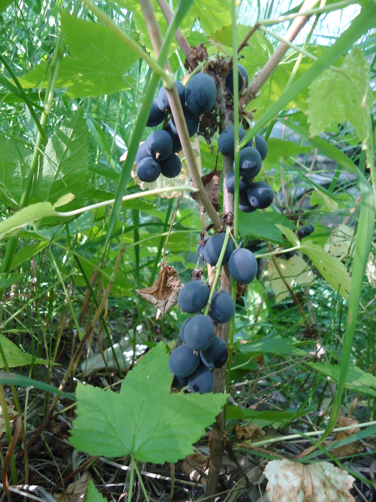 Gooseberry Family (Grossulariaceae) - Botanical Realm
