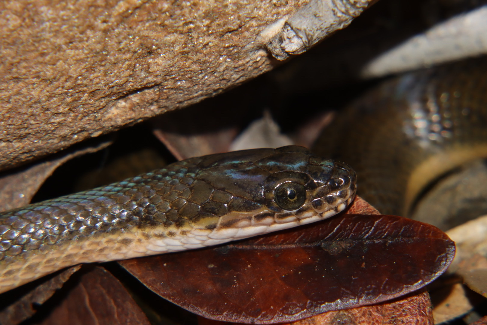 Lycodonomorphus laevissimus (Günther, 1862)