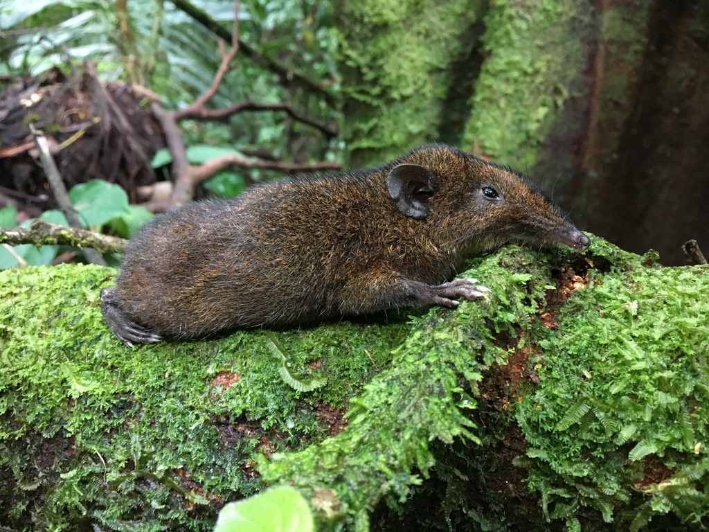 Gymnures (Hylomys) - Know Your Mammals